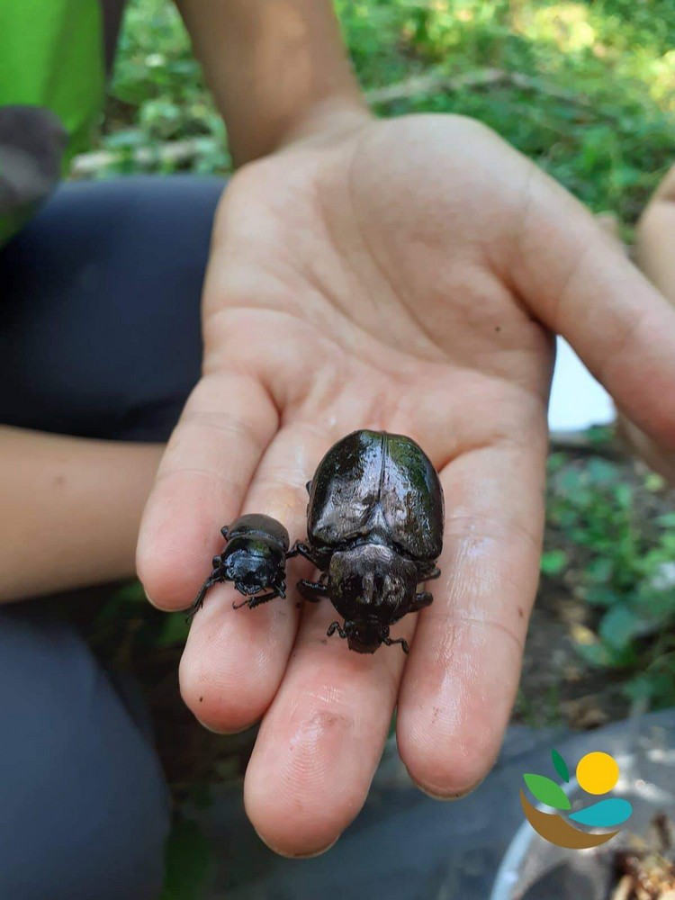 Diversity and distribution of saproxylic coleopteran fauna on Jablanica ...