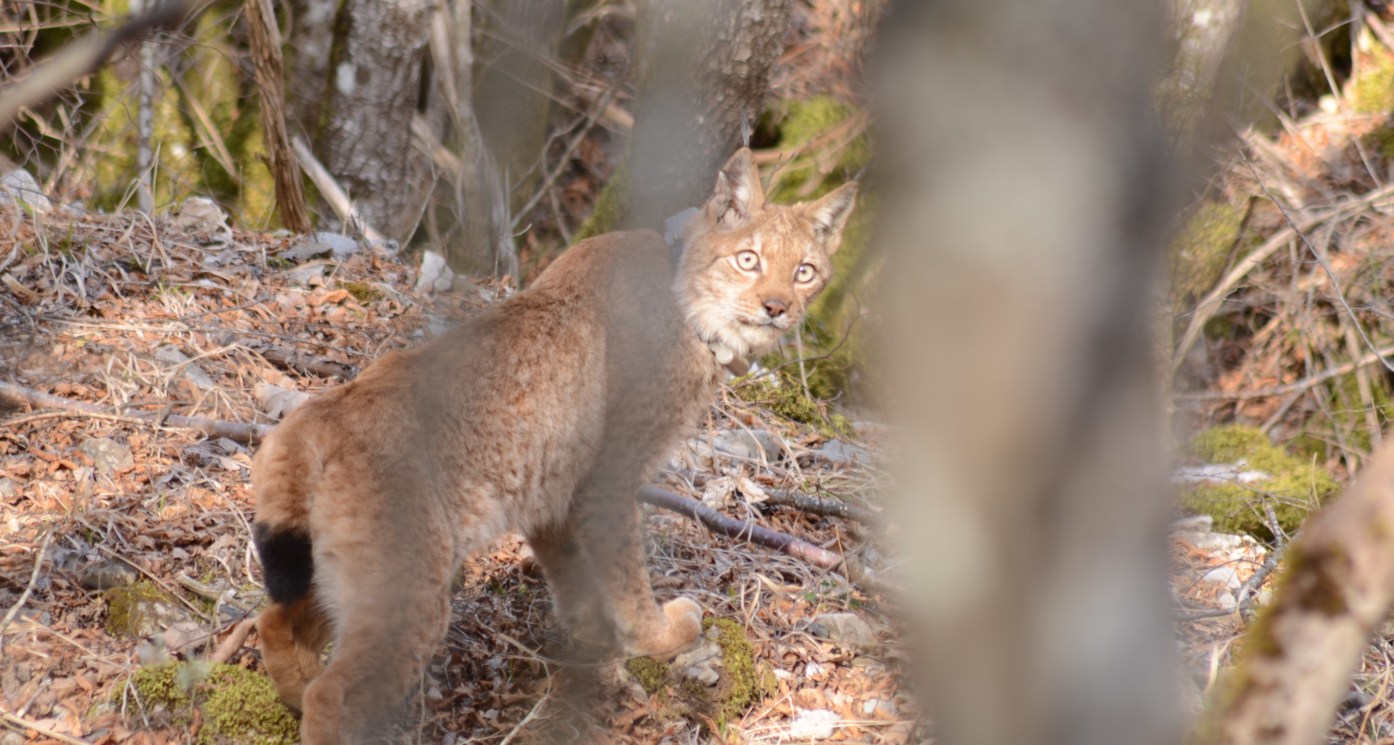 Лекција 2 – Живеалиште на рисот – Macedonian Ecological Society