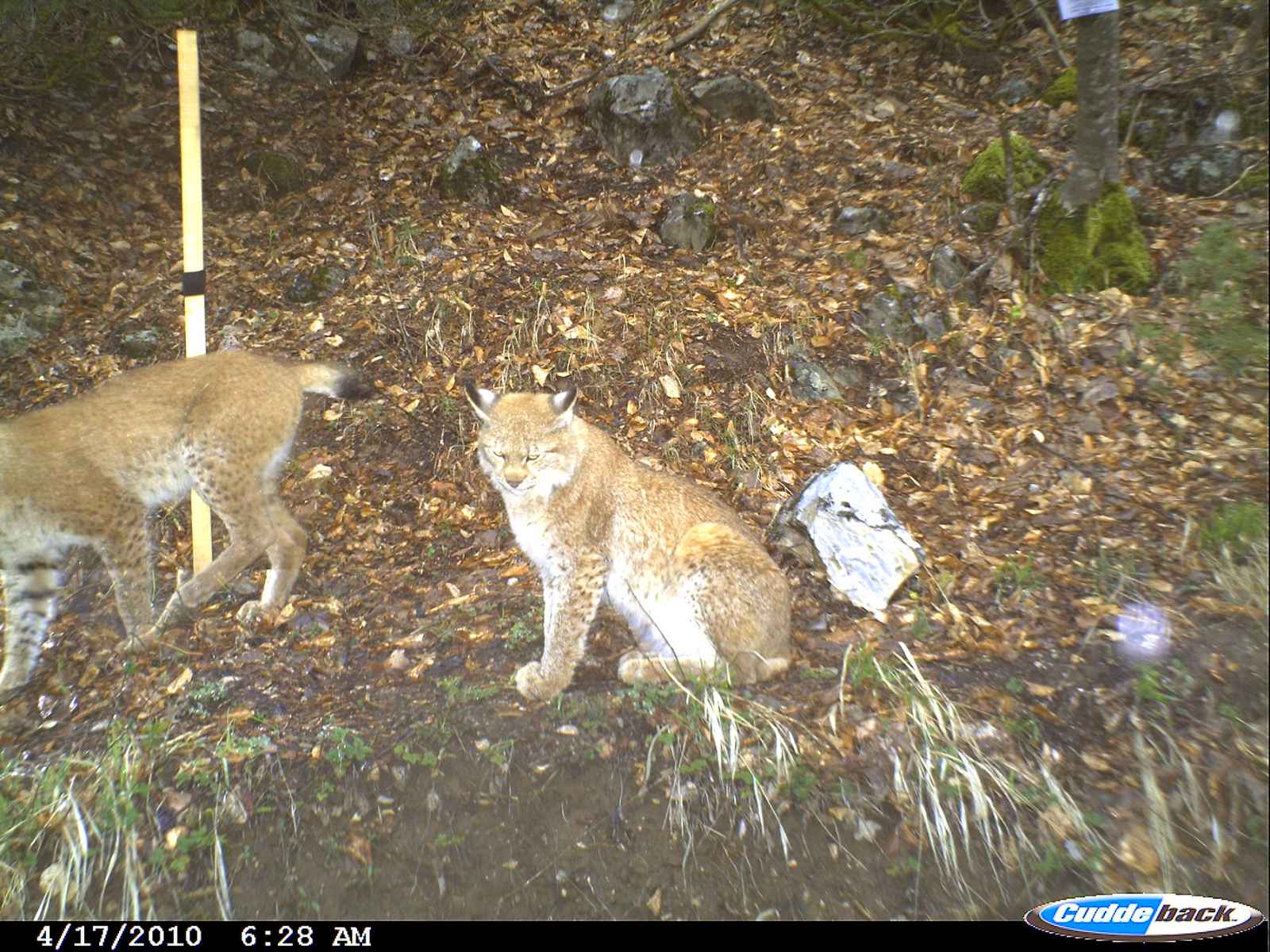 Лекција 5 – Рисовите во светот и кај нас – Macedonian Ecological Society