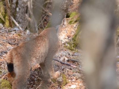 Лекции за балкански рис – Macedonian Ecological Society
